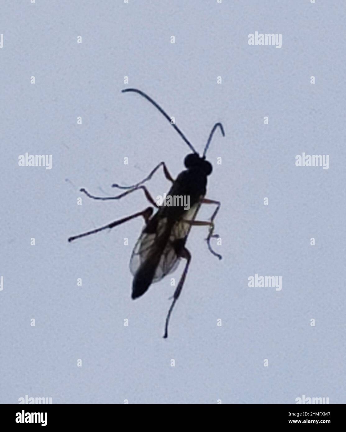 Ants, Bees, Wasps, and Sawflies (Hymenoptera Stock Photo - Alamy