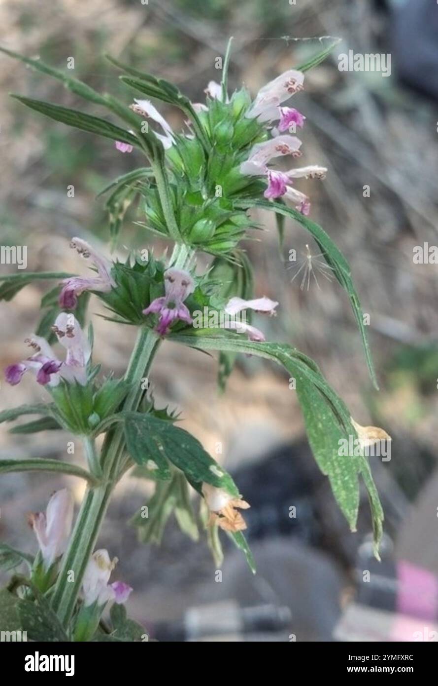 Chinese motherwort (Leonurus japonicus Stock Photo - Alamy