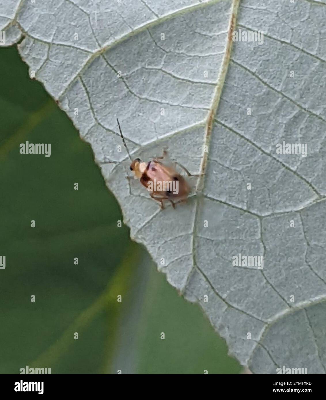 Red-shouldered Leaf Beetle (Monolepta australis Stock Photo - Alamy