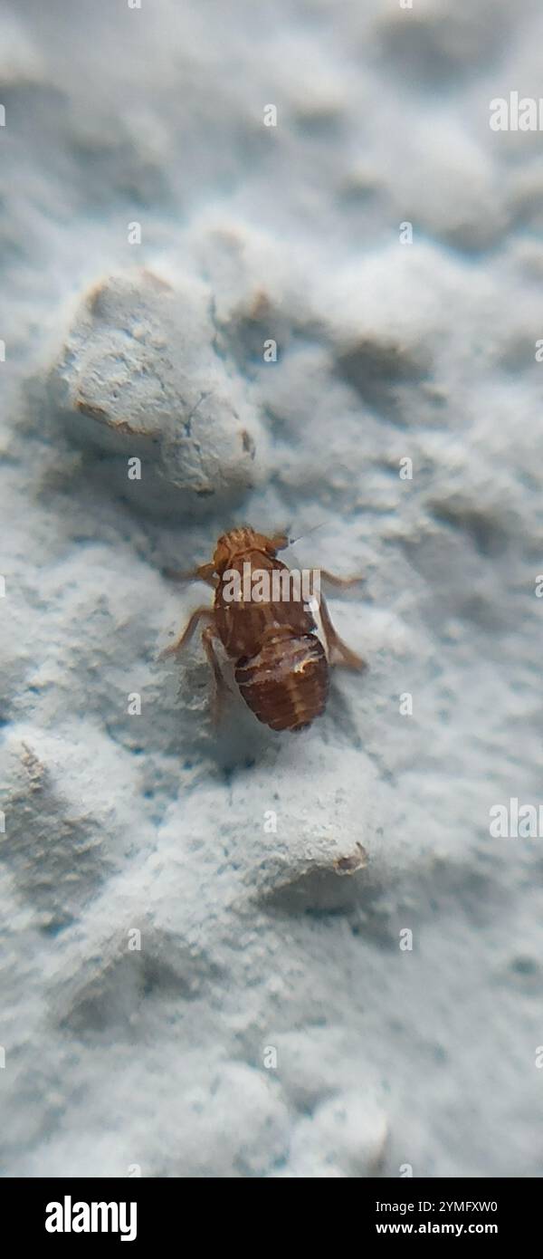 Delphacid planthoppers hi-res stock photography and images - Alamy