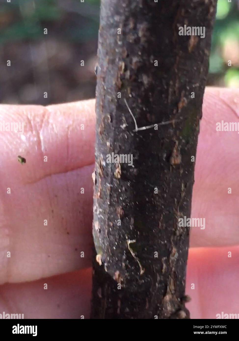 Swamp Bay (Persea palustris Stock Photo - Alamy