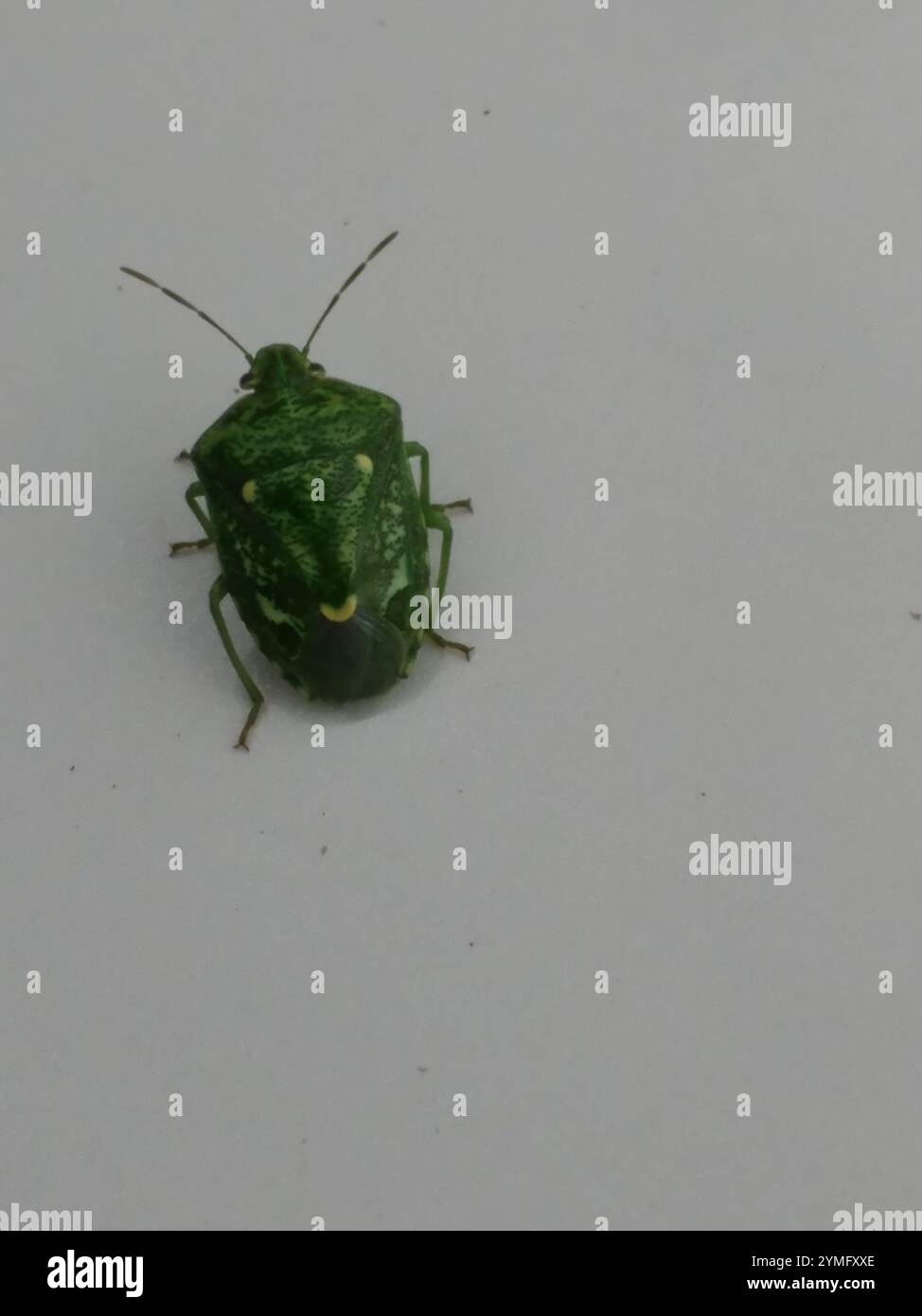 Juniper Stink Bug (Banasa euchlora Stock Photo - Alamy