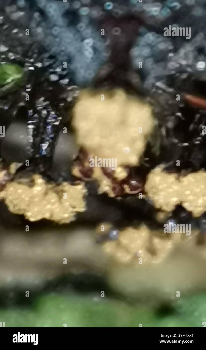 Trichia botrytis hi-res stock photography and images - Alamy