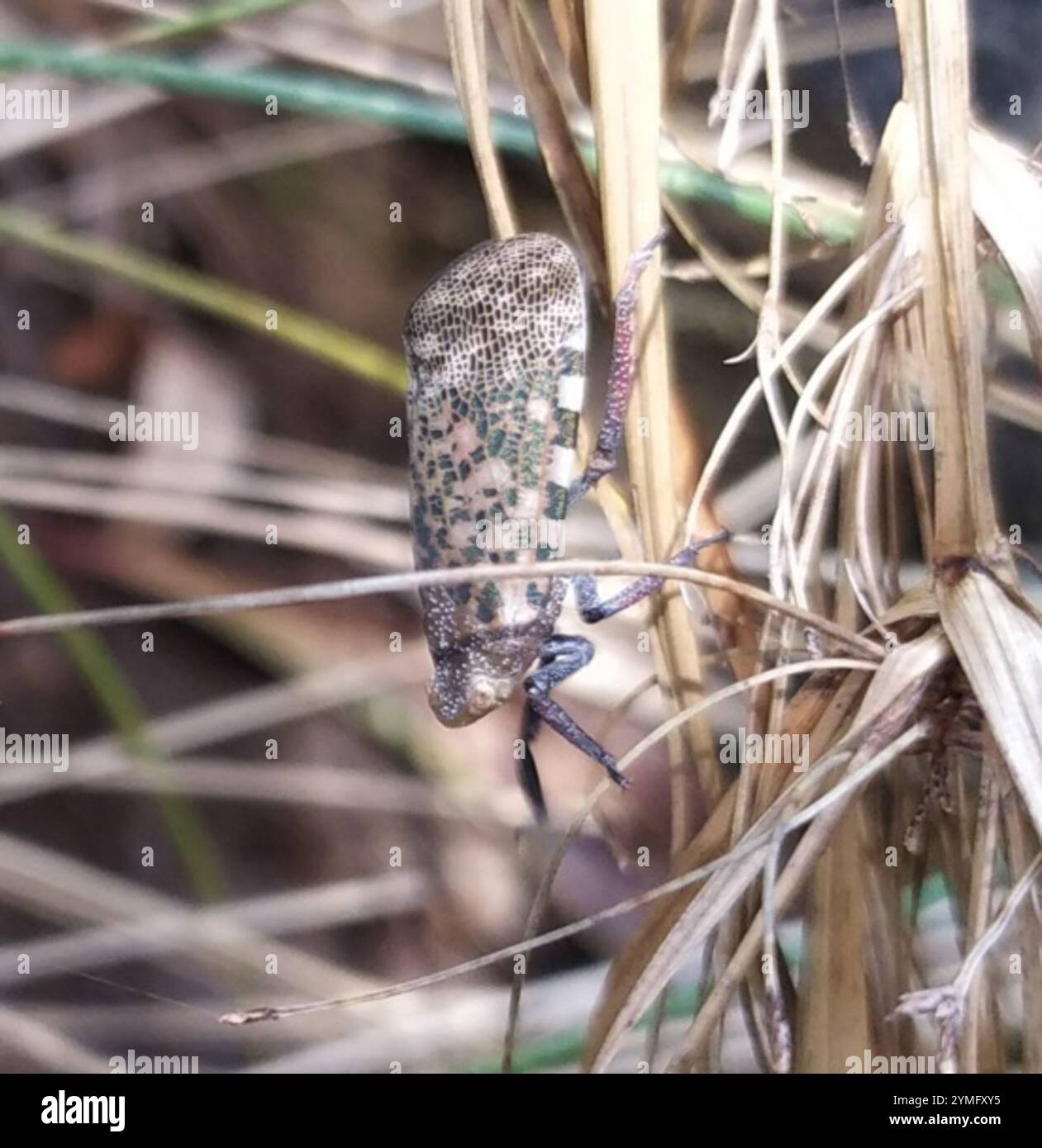 Morosa hi-res stock photography and images - Alamy