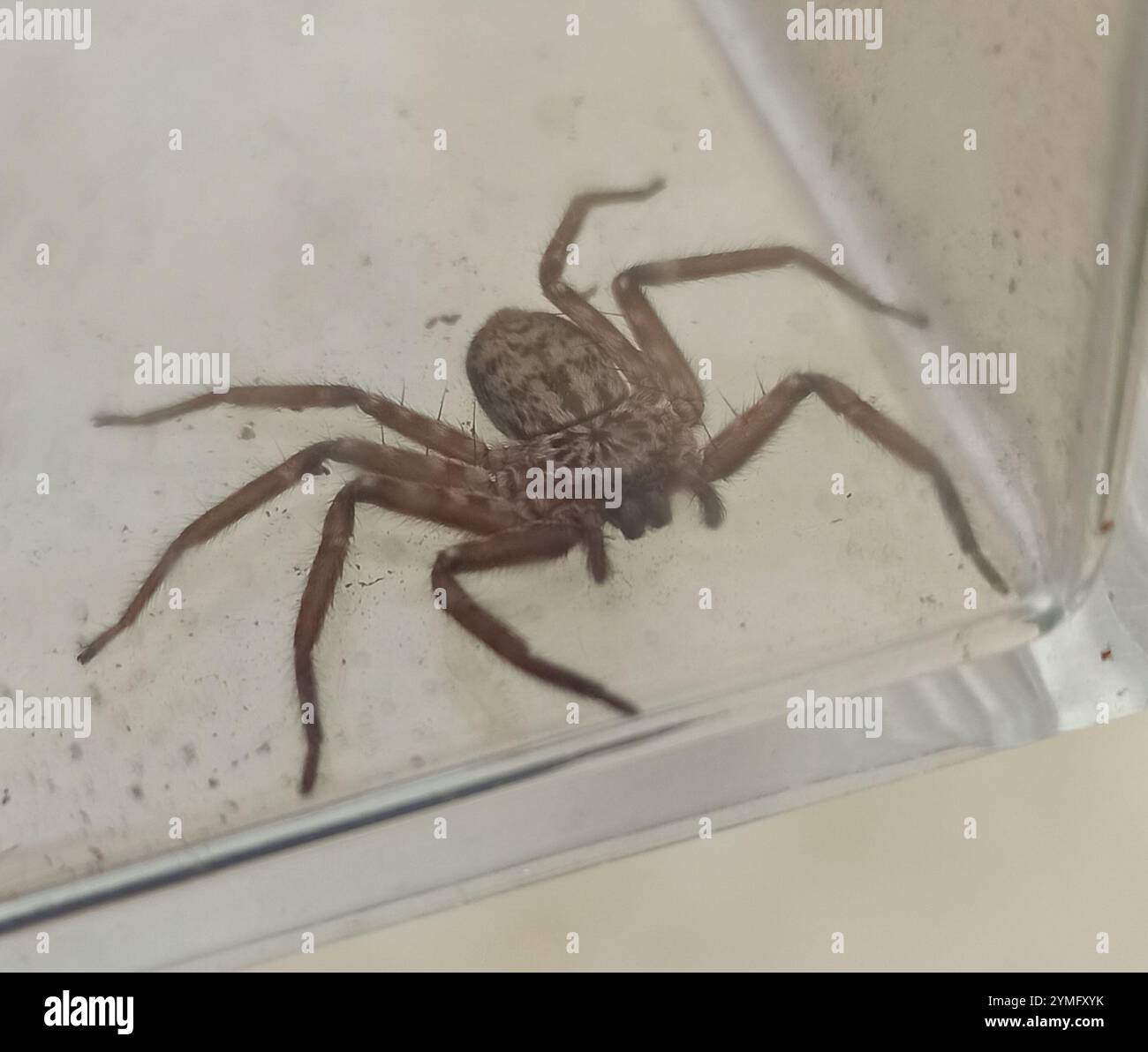 Crescent-eyed Spiders (Selenops Stock Photo - Alamy