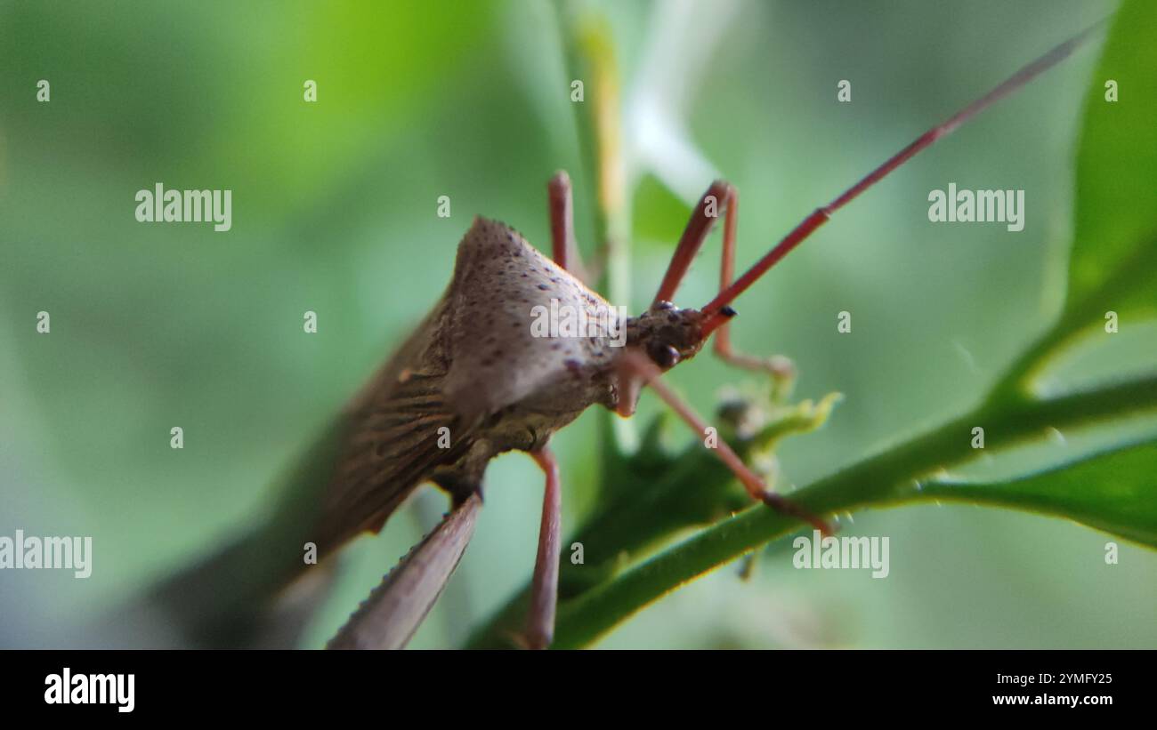 Spine-headed Bugs (Acanthocephala Stock Photo - Alamy