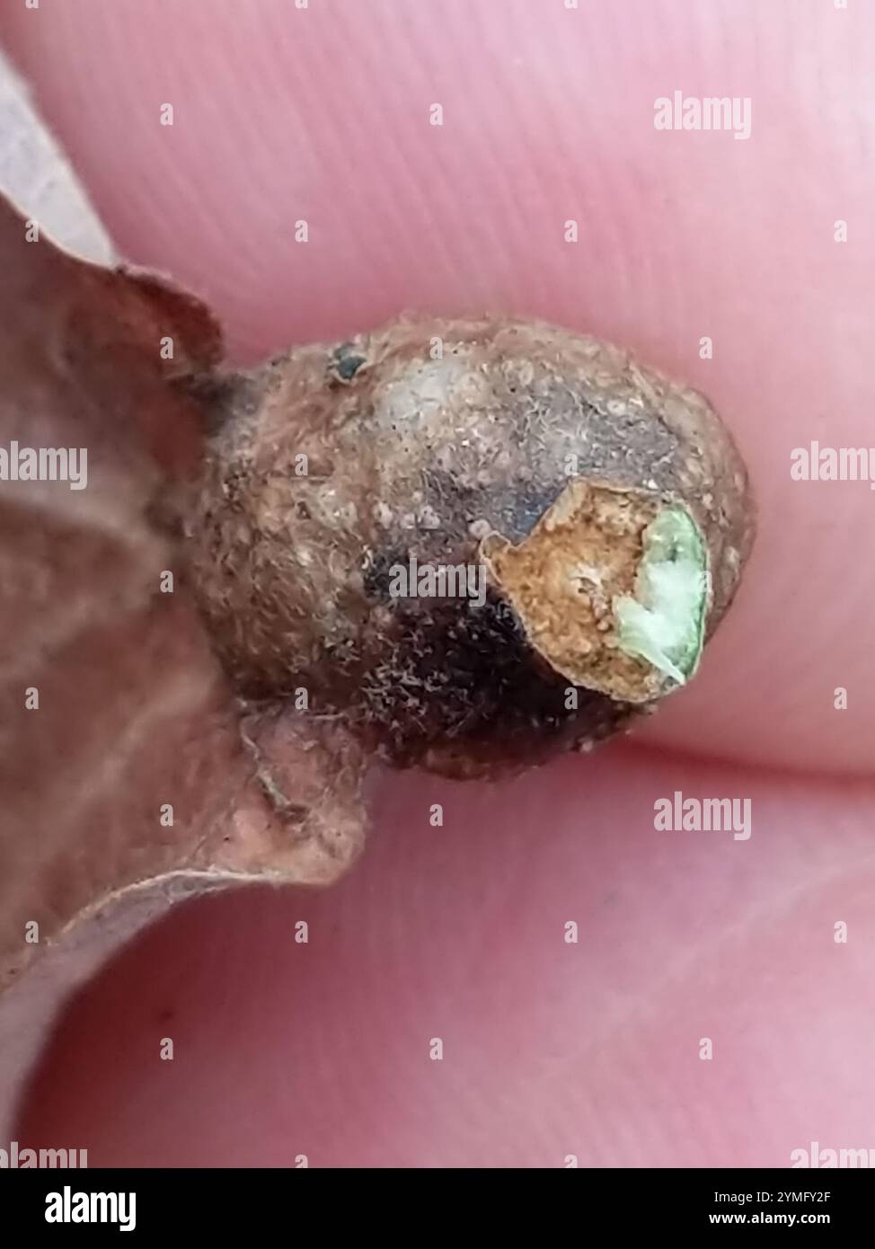 Oak Petiole Gall Wasp (Andricus quercuspetiolicola Stock Photo - Alamy