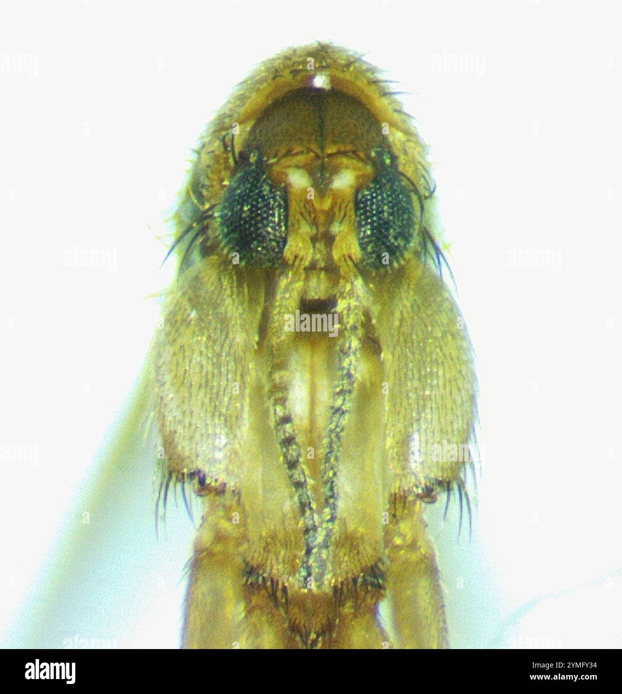 Unipunctata hi-res stock photography and images - Alamy