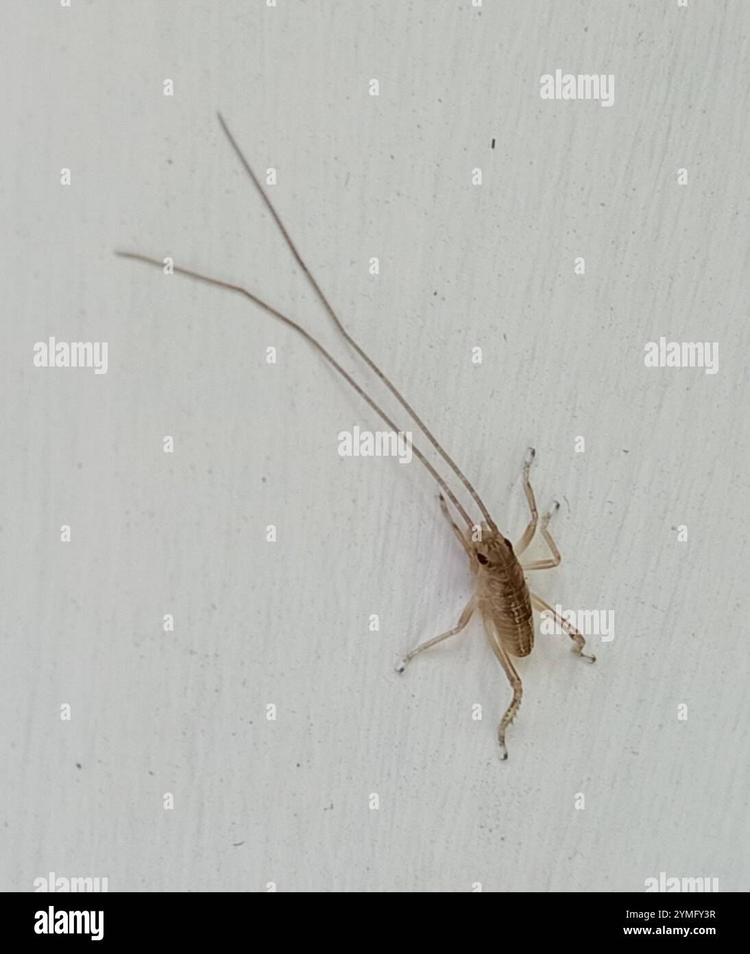 Katydids, wētā, and allies (Tettigoniidea Stock Photo - Alamy