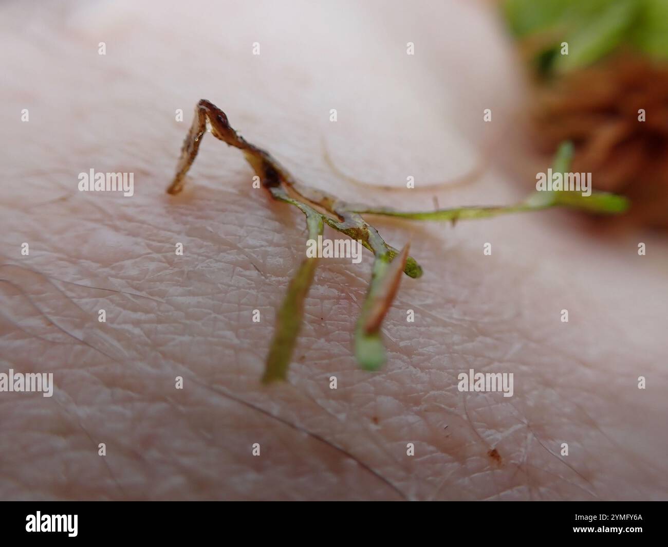 Floating Crystalwort (Riccia fluitans Stock Photo - Alamy
