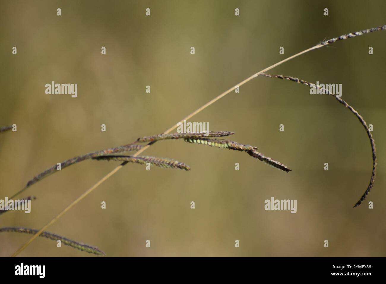 Vasey Grass (Paspalum urvillei Stock Photo - Alamy