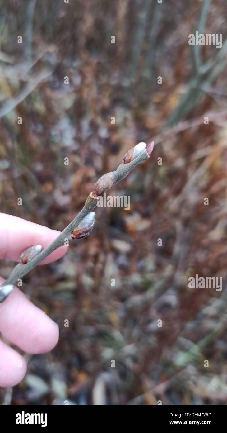 goat willow (Salix caprea Stock Photo - Alamy