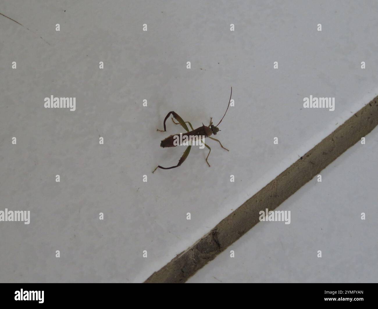 Hyalymenus hi-res stock photography and images - Alamy