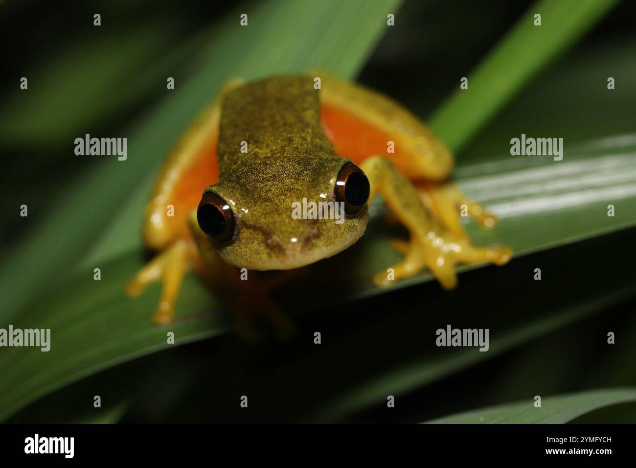 Tuberilinguis hi-res stock photography and images - Alamy
