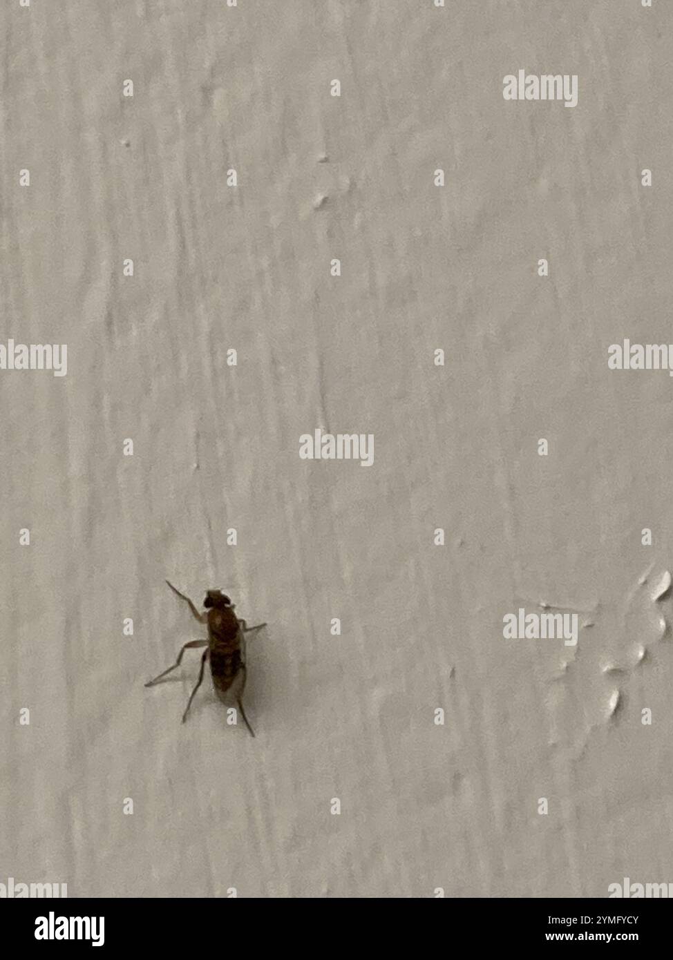 Humpbacked Flies (Phoridae Stock Photo - Alamy