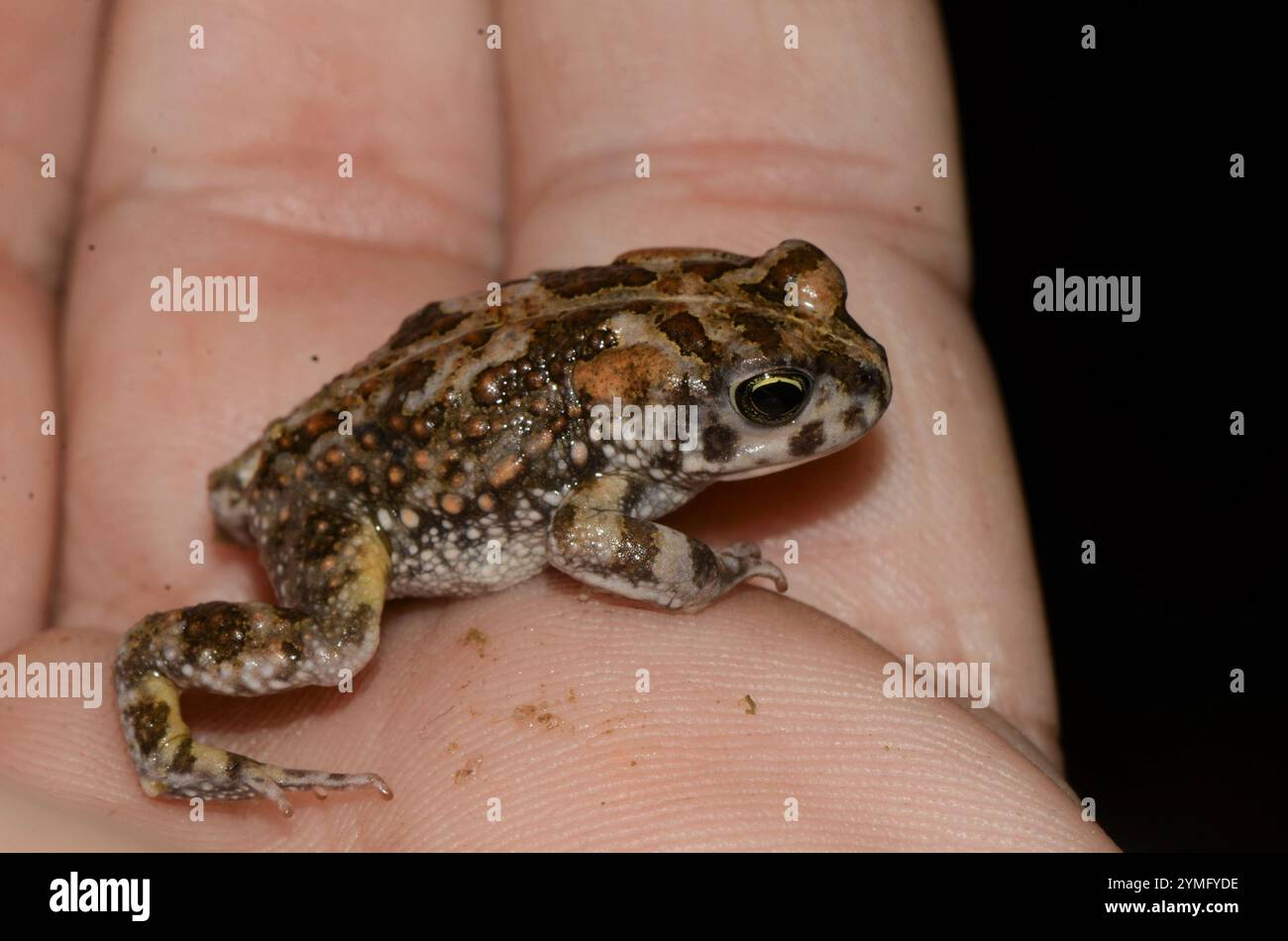 Sand Toad (Vandijkophrynus angusticeps Stock Photo - Alamy