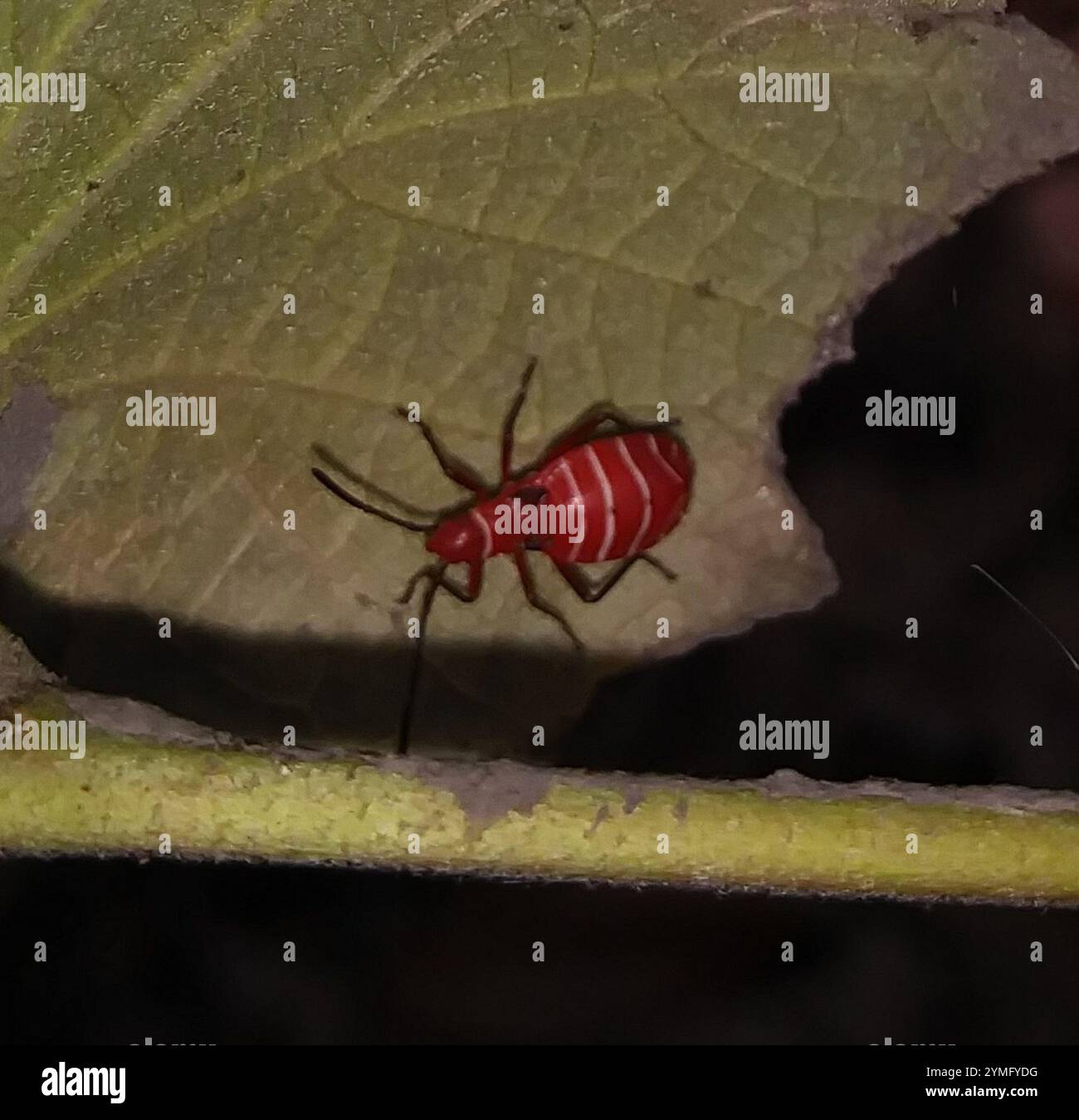 Dysdercus suturellus hi-res stock photography and images - Alamy