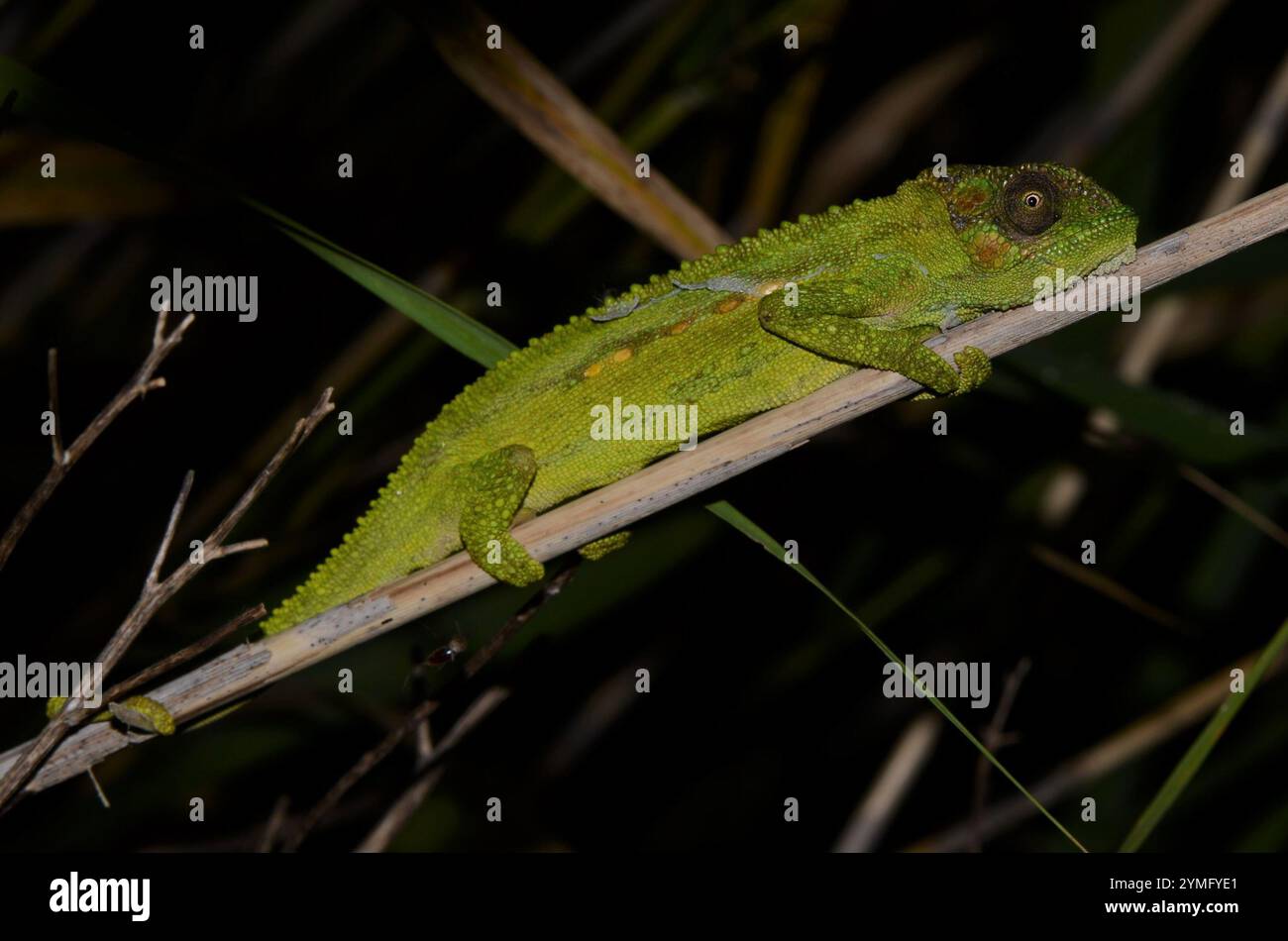 Cape Dwarf Chameleon (Bradypodion pumilum Stock Photo - Alamy