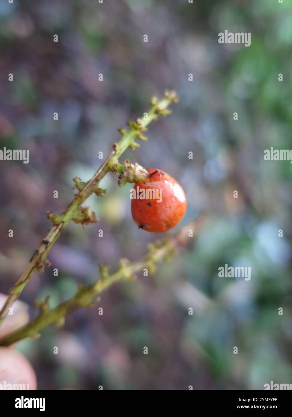 Allophylus hi-res stock photography and images - Alamy