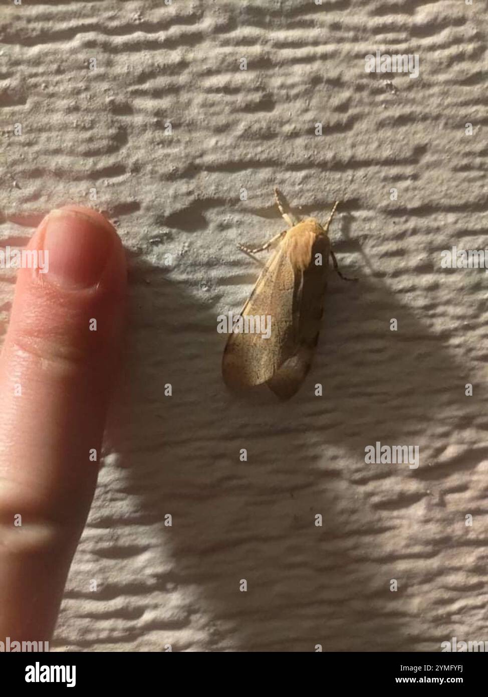 Edwards' Glassy-wing Moth (Pseudohemihyalea edwardsii Stock Photo - Alamy