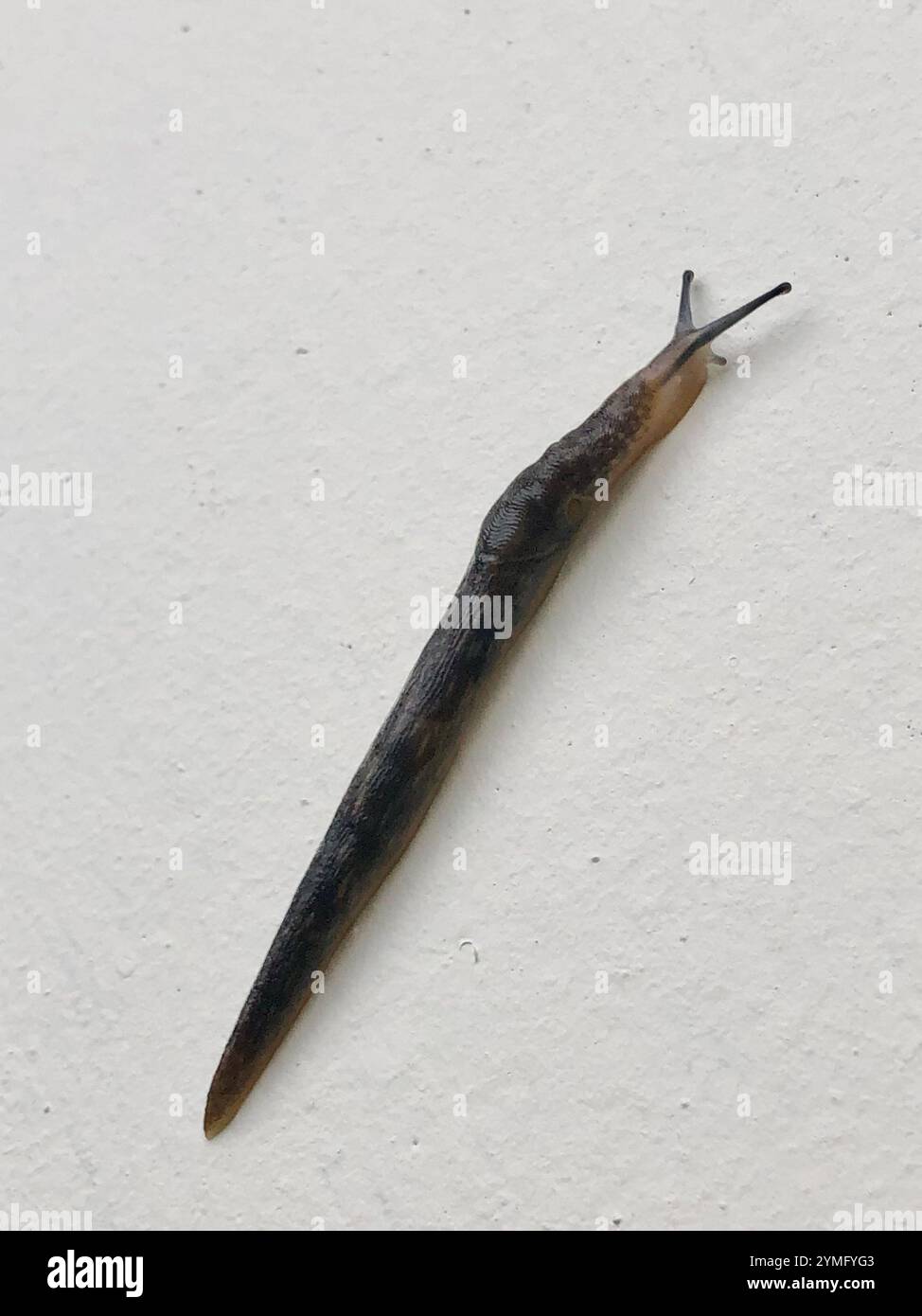 Yellow Cellar Slug (Limacus flavus Stock Photo - Alamy