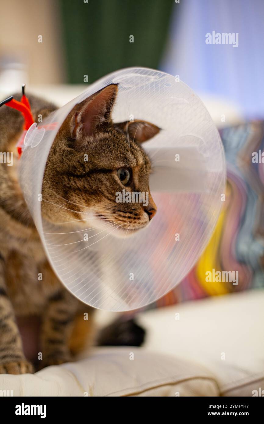 Postoperative cone hi-res stock photography and images - Alamy