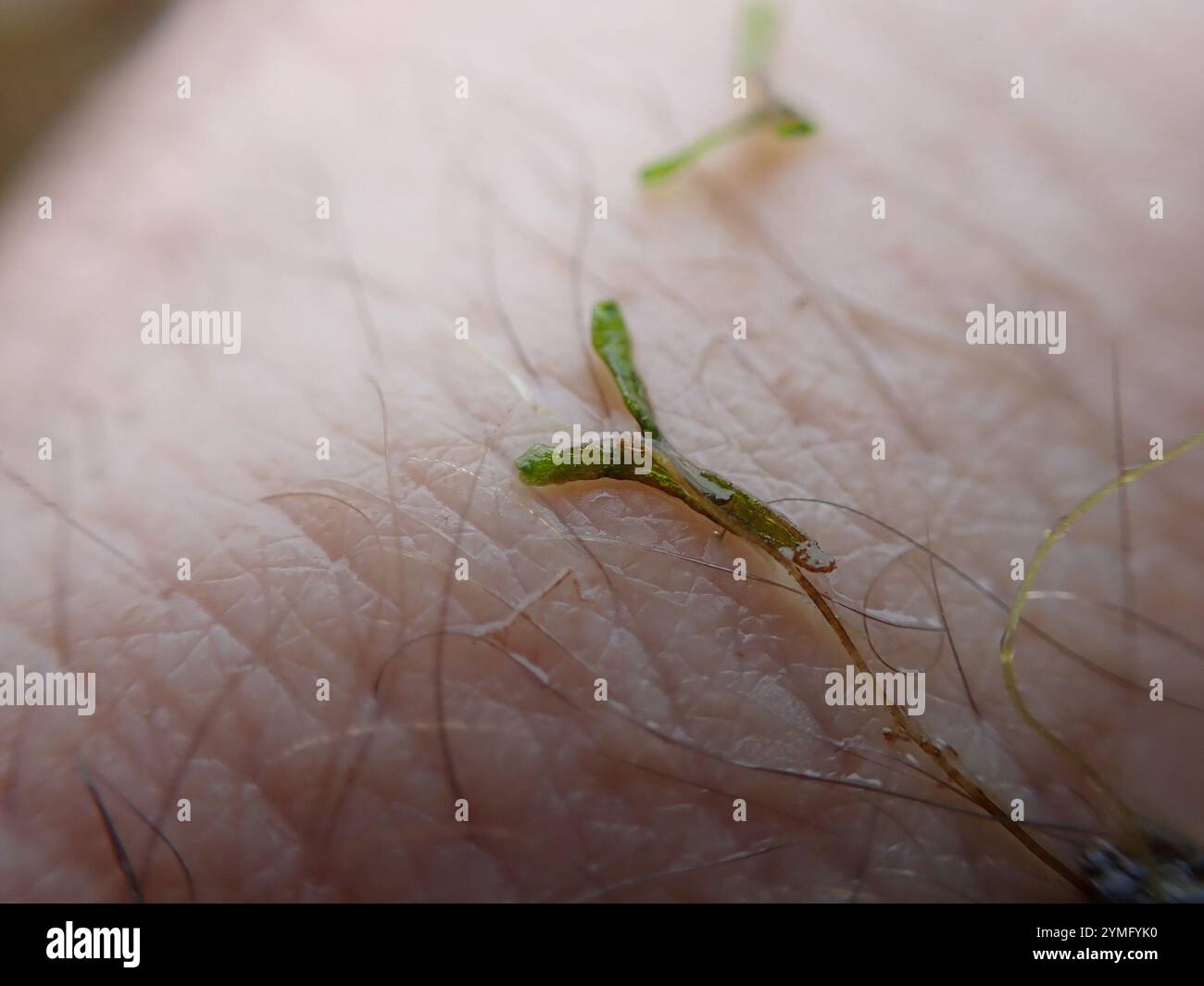 Floating Crystalwort (Riccia fluitans Stock Photo - Alamy