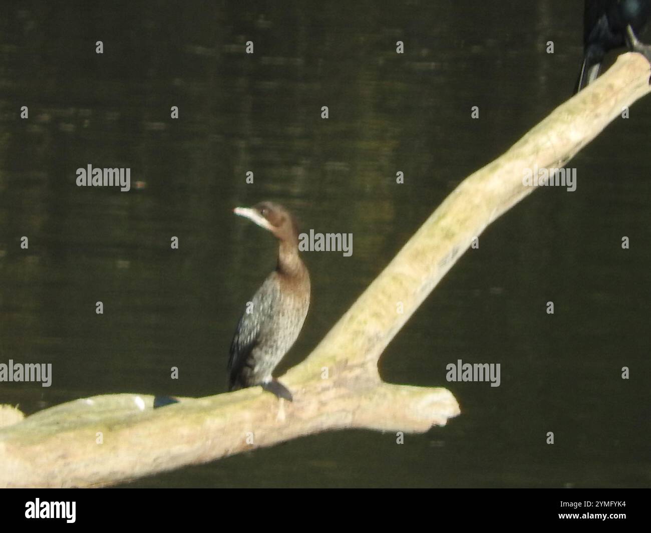 Pygmy Cormorant (Microcarbo pygmaeus Stock Photo - Alamy
