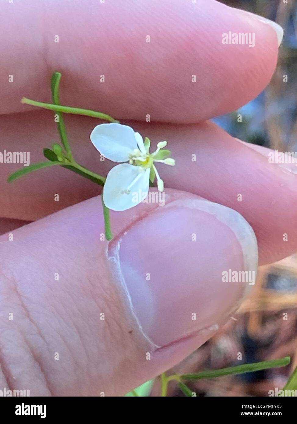 Slenderleaf Clammyweed (Polanisia tenuifolia Stock Photo - Alamy