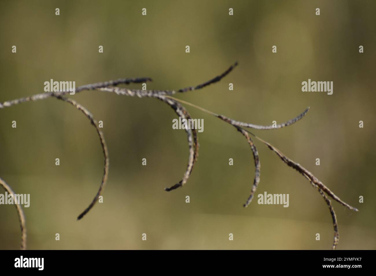 Vasey Grass (Paspalum urvillei Stock Photo - Alamy