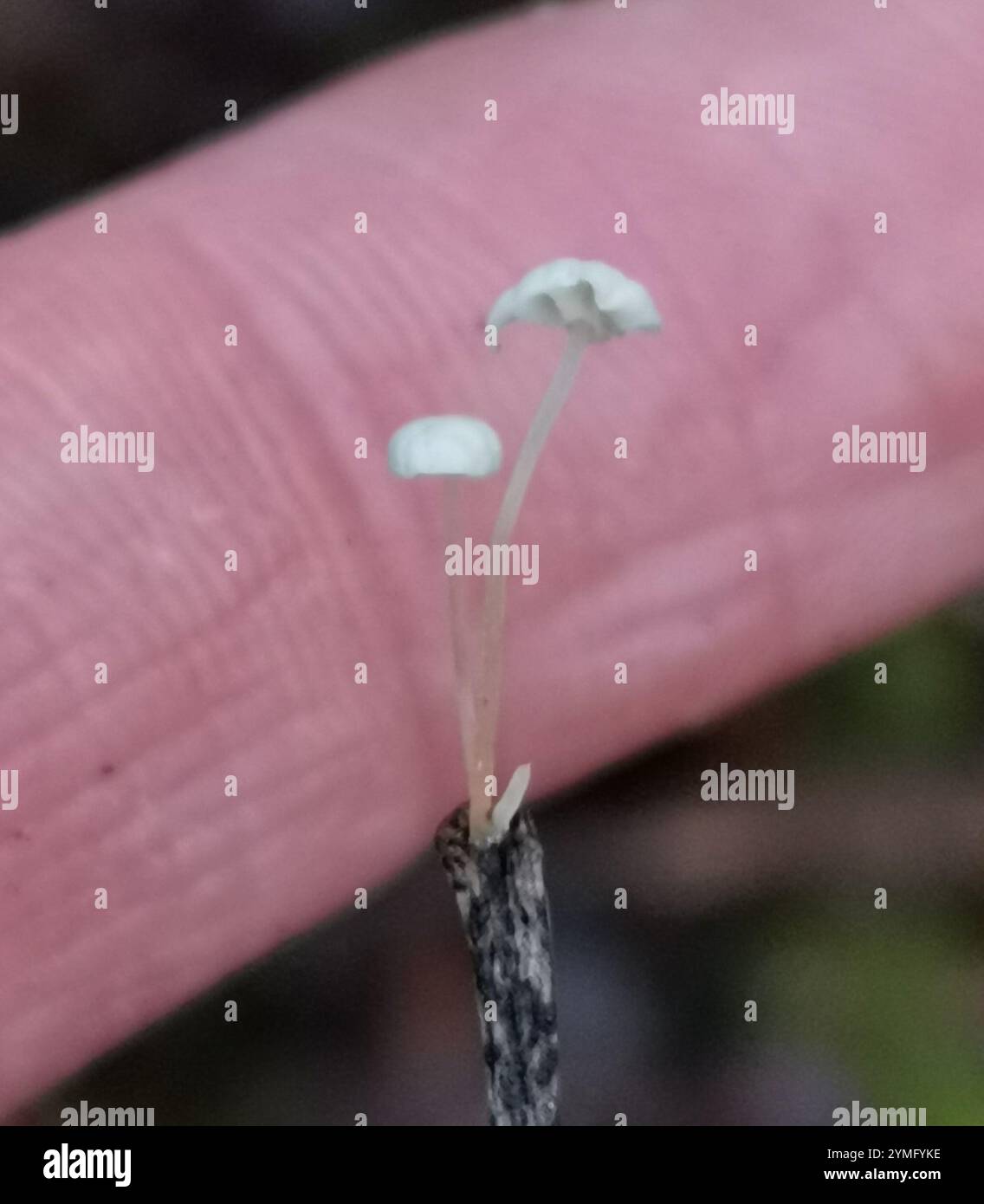 leaf parachute (Owingsia umbellifera Stock Photo - Alamy
