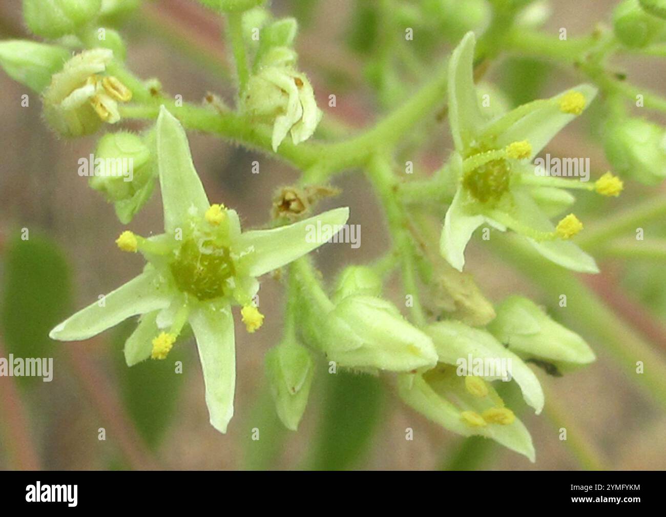 Kirkia hi-res stock photography and images - Alamy