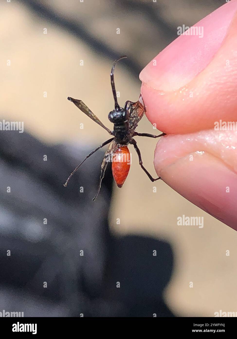 Spider Wasps (Pompilidae Stock Photo - Alamy