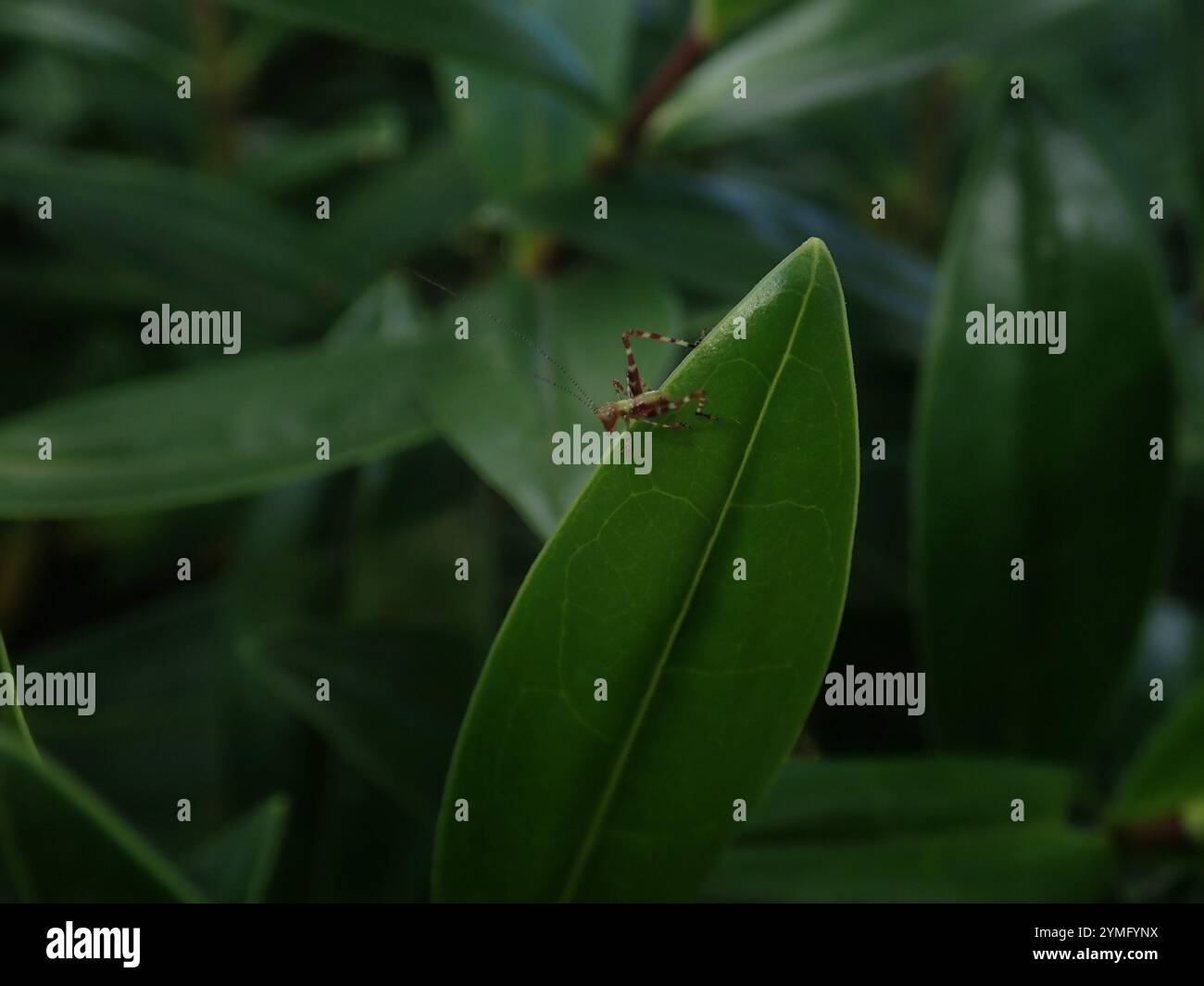 Australian Common Garden Katydid (Caedicia simplex Stock Photo - Alamy