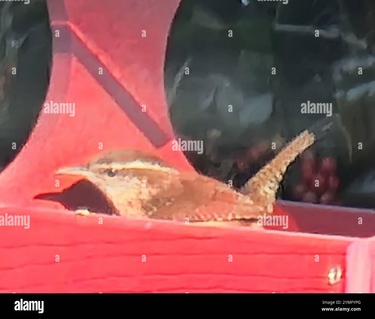 Carolina Wren (Thryothorus ludovicianus Stock Photo - Alamy