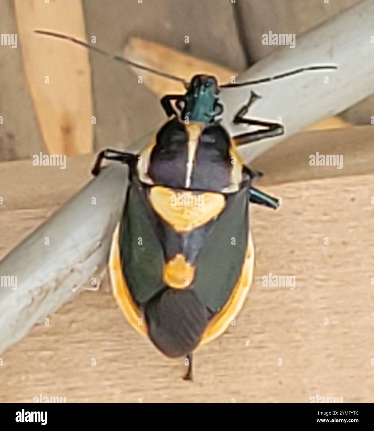 Florida predatory stink bug hi-res stock photography and images - Alamy