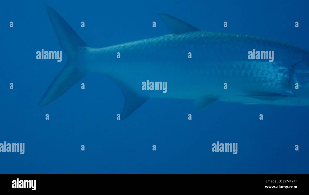 Atlantic Tarpon (Megalops atlanticus Stock Photo - Alamy