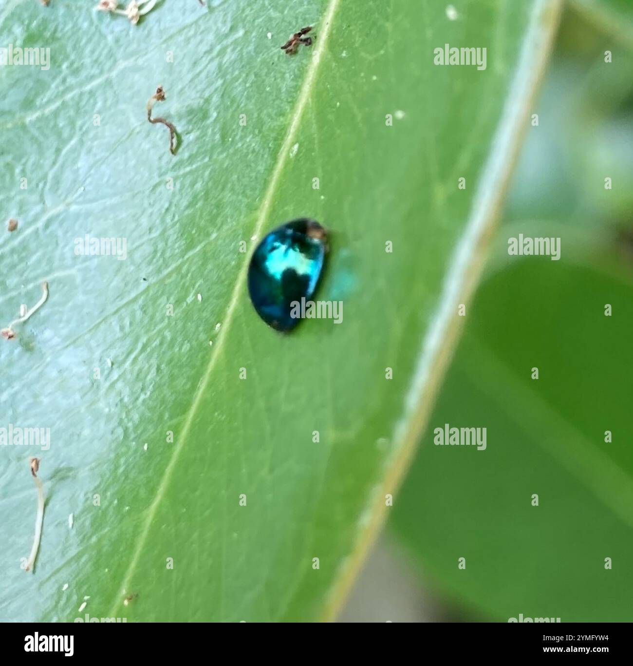 Steelblue Lady Beetle (Halmus chalybeus Stock Photo - Alamy