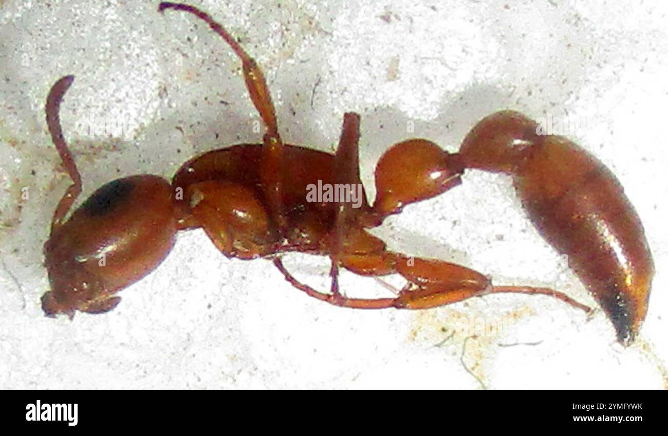 Natal Slender Ant (Tetraponera natalensis Stock Photo - Alamy