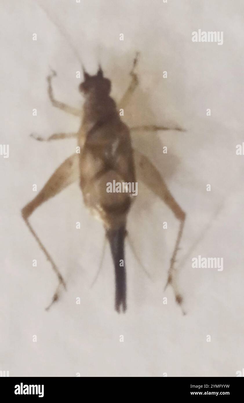 Trigs, Sword-tailed Crickets, and Ground Crickets (Trigonidiidae Stock ...