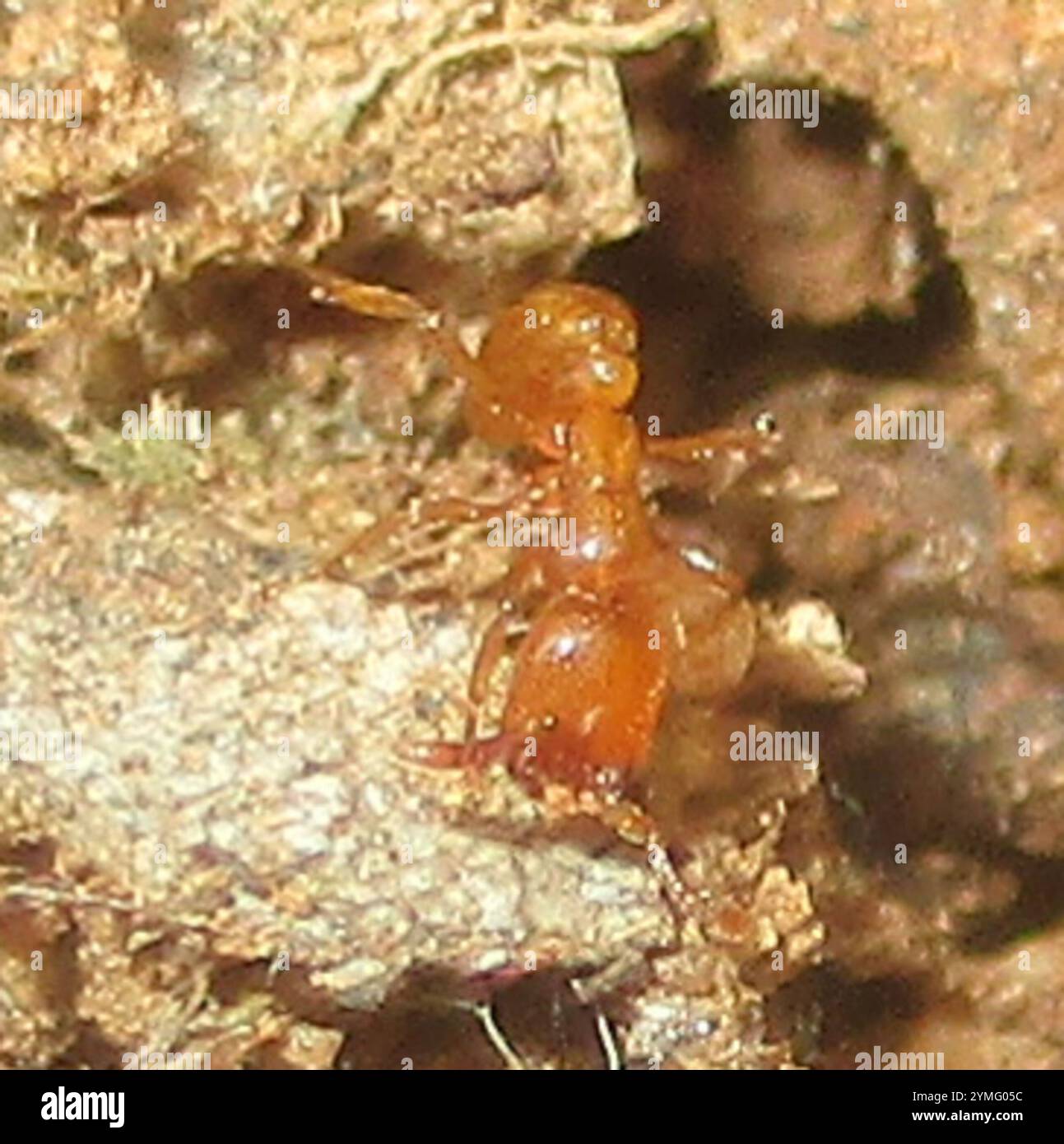 Driver Ants and Allies (Dorylus Stock Photo - Alamy