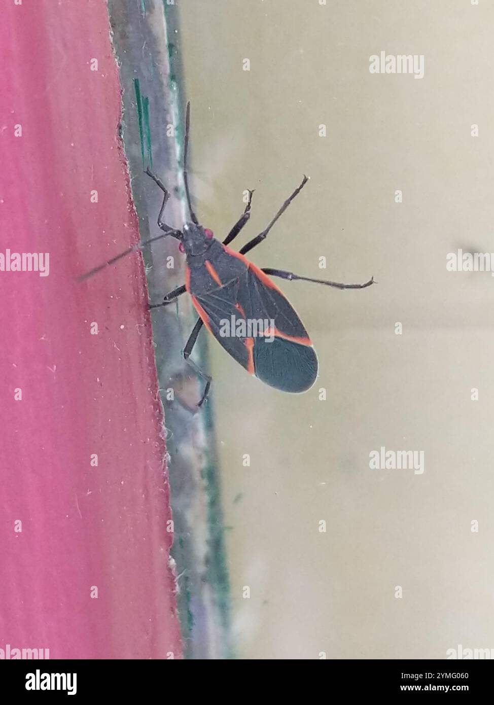 Eastern Boxelder Bug (Boisea trivittata Stock Photo - Alamy