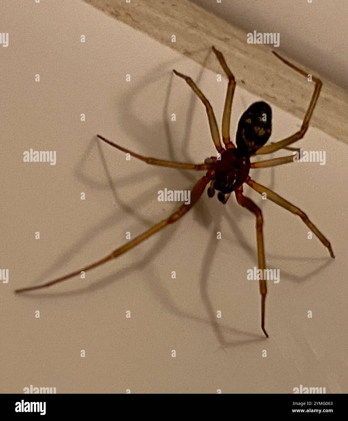 False Black Widow (Steatoda grossa Stock Photo - Alamy