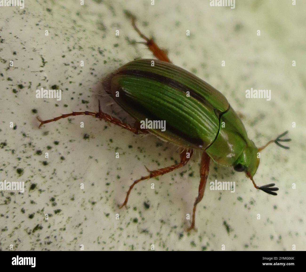 Pyronota hi-res stock photography and images - Alamy