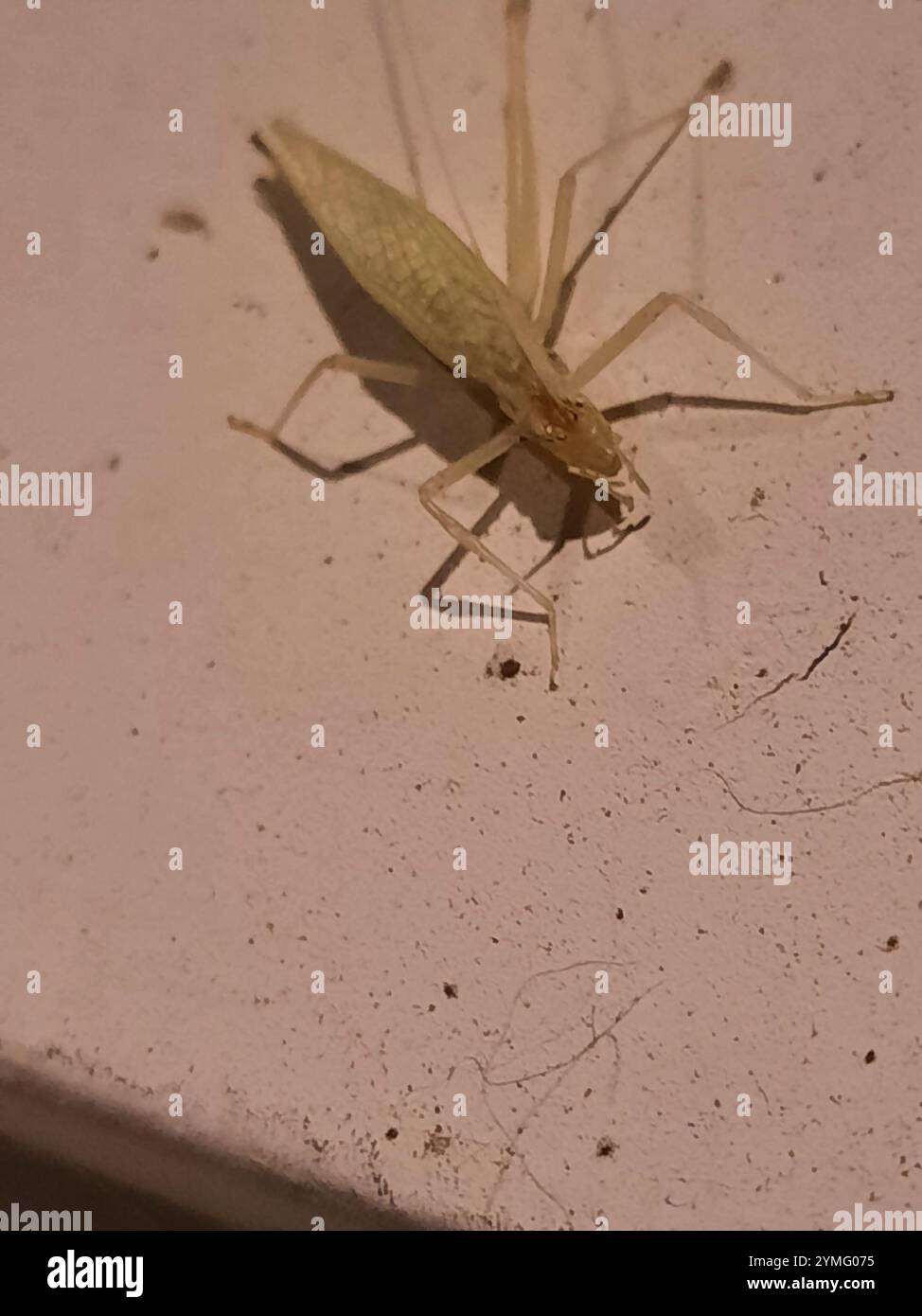 Common Tree Crickets (Oecanthus Stock Photo - Alamy