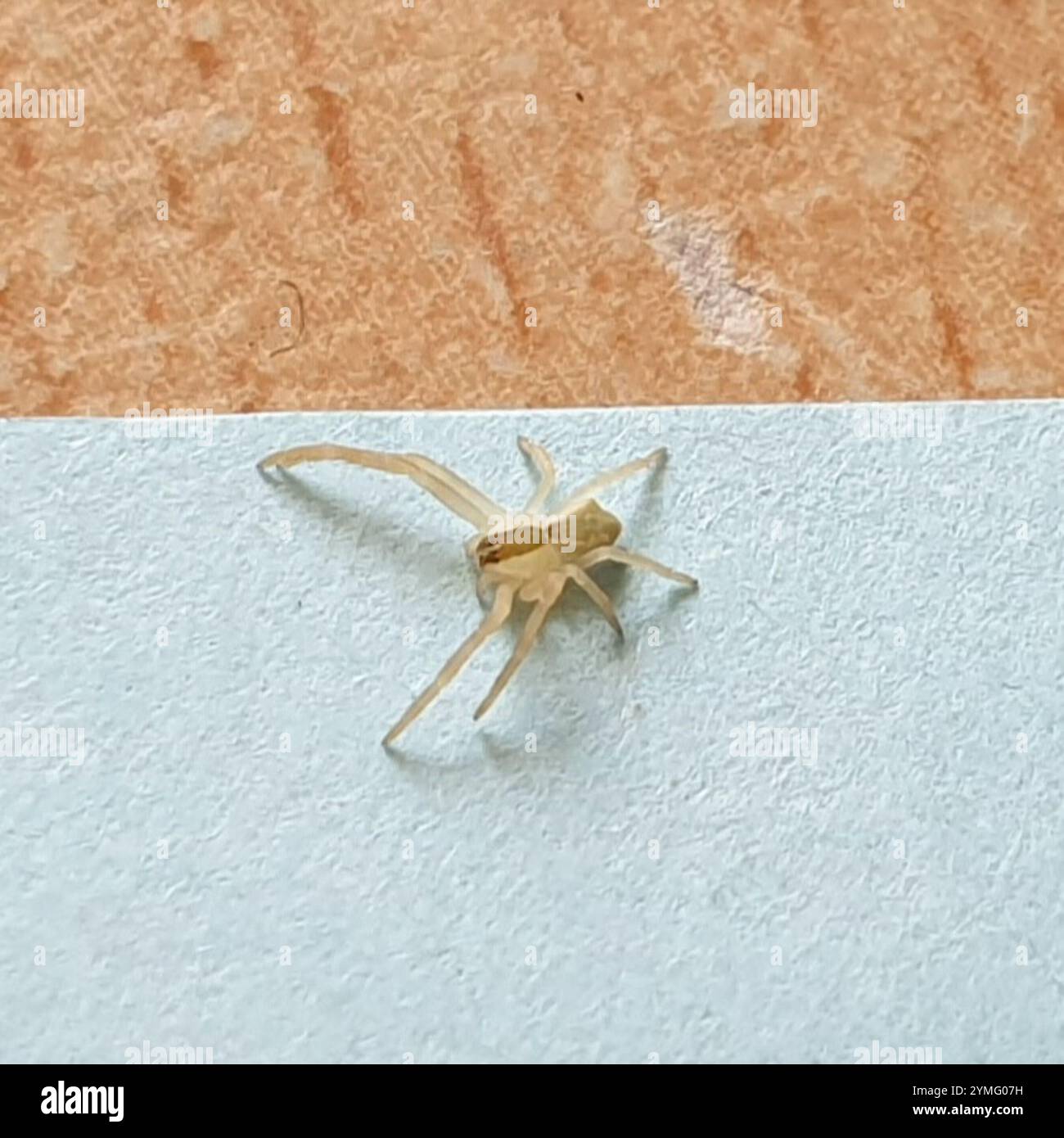 Trapezoid Crab Spider (Sidymella trapezia Stock Photo - Alamy