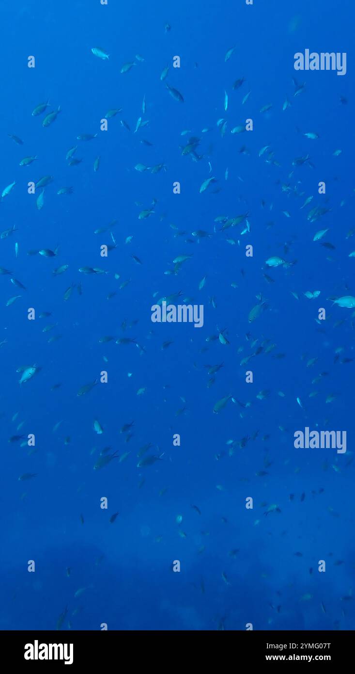 Brown Chromis (Azurina multilineata Stock Photo - Alamy