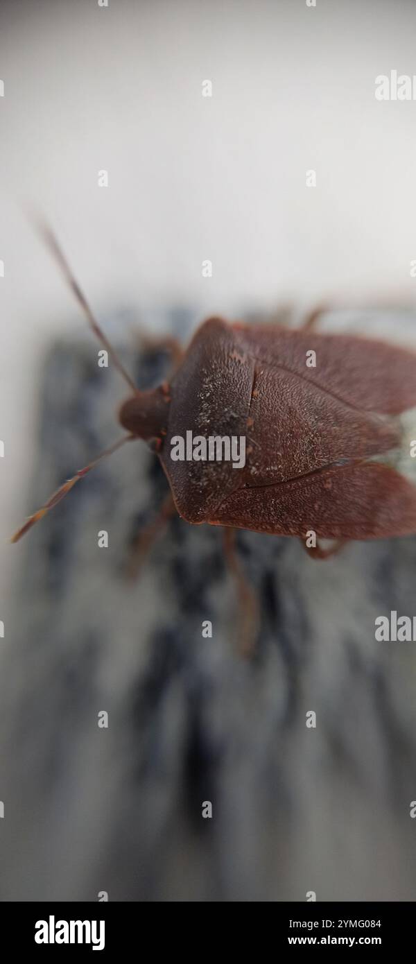 Southern Green Stink Bug (Nezara viridula Stock Photo - Alamy Southern Green Stink Bug (Nezara viridula Stock Photo - Alamy
