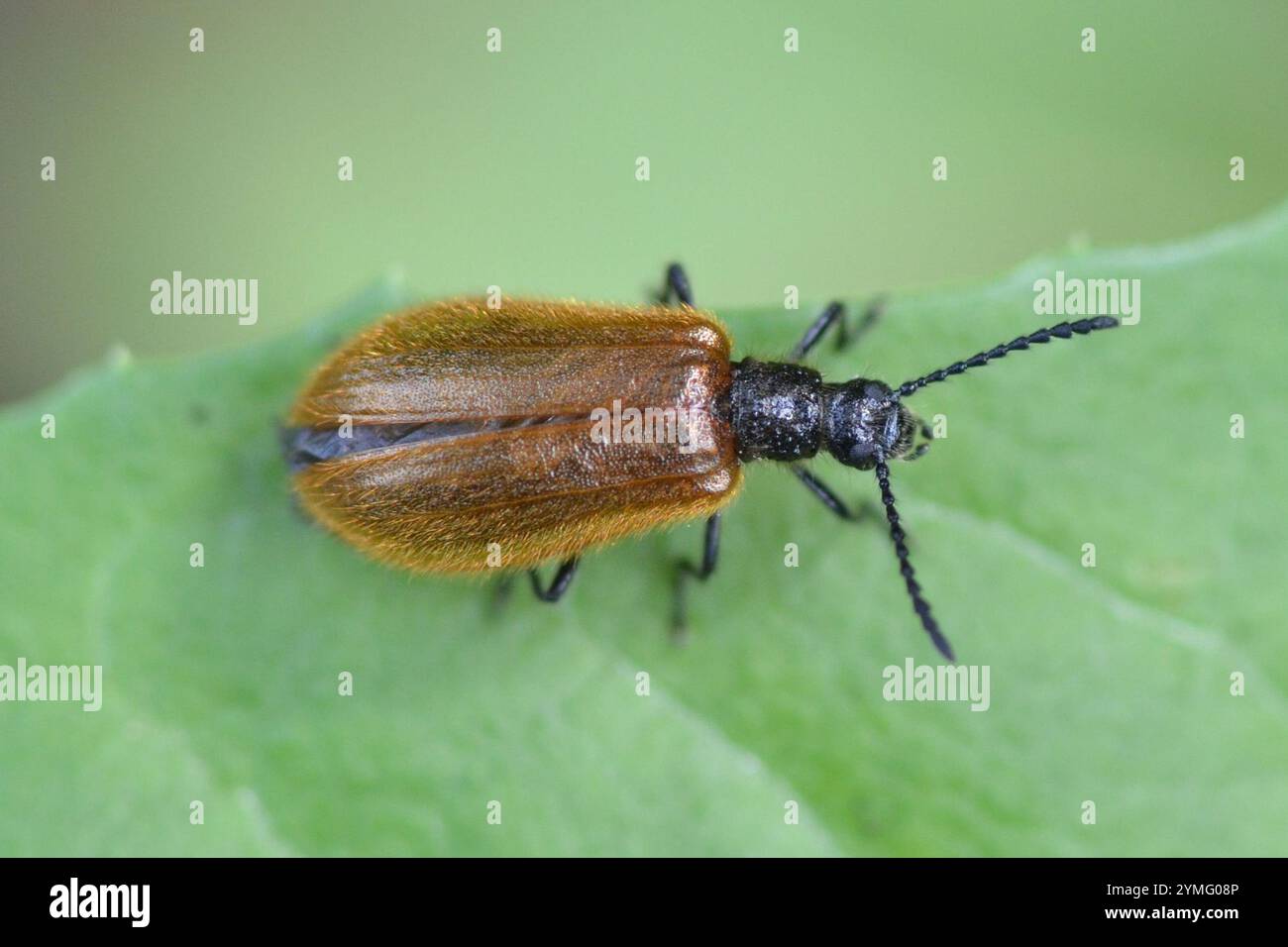 Rough-haired Lagria Beetle (Lagria hirta Stock Photo - Alamy