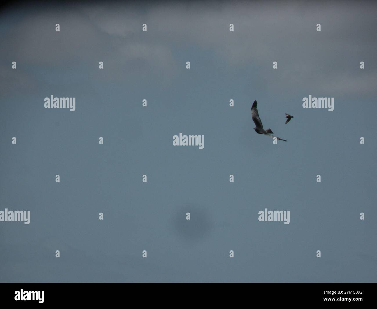 Long-winged Harrier (Circus buffoni Stock Photo - Alamy